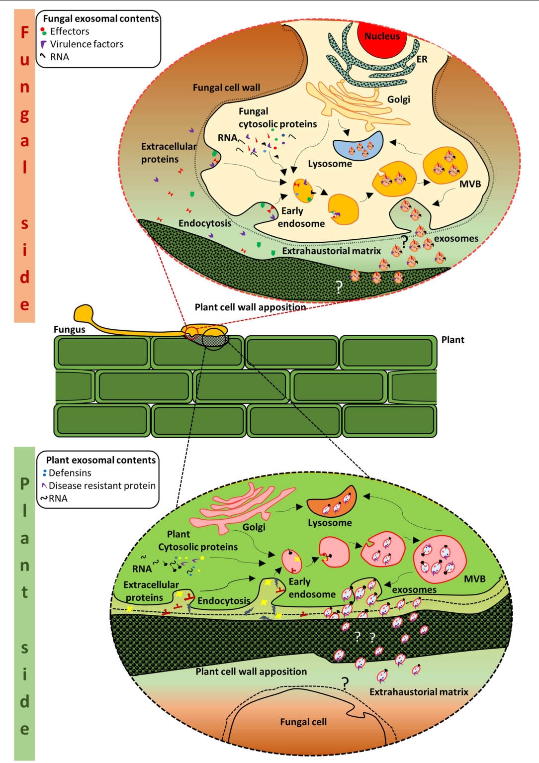 Figure 1 From Extracellular Vesicles Including Exosomes In Cross