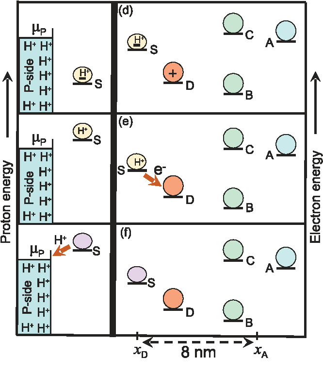 Figure 1 From Modeling Light Driven Proton Pumps In Artificial