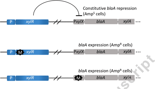 Pdf Role Of Error Prone Dna Polymerases In Spontaneous Mutagenesis In