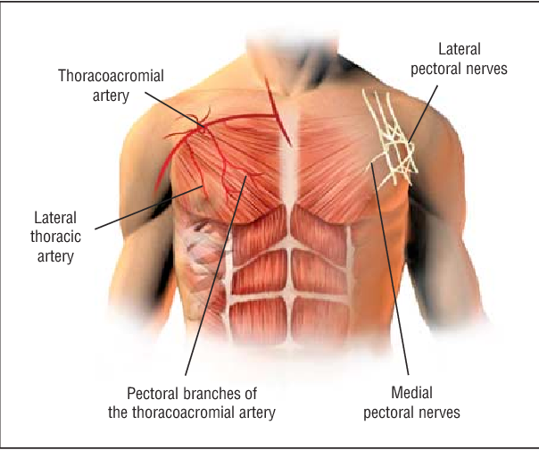 The Pectoralis Major Flap Springerlink 47 Off