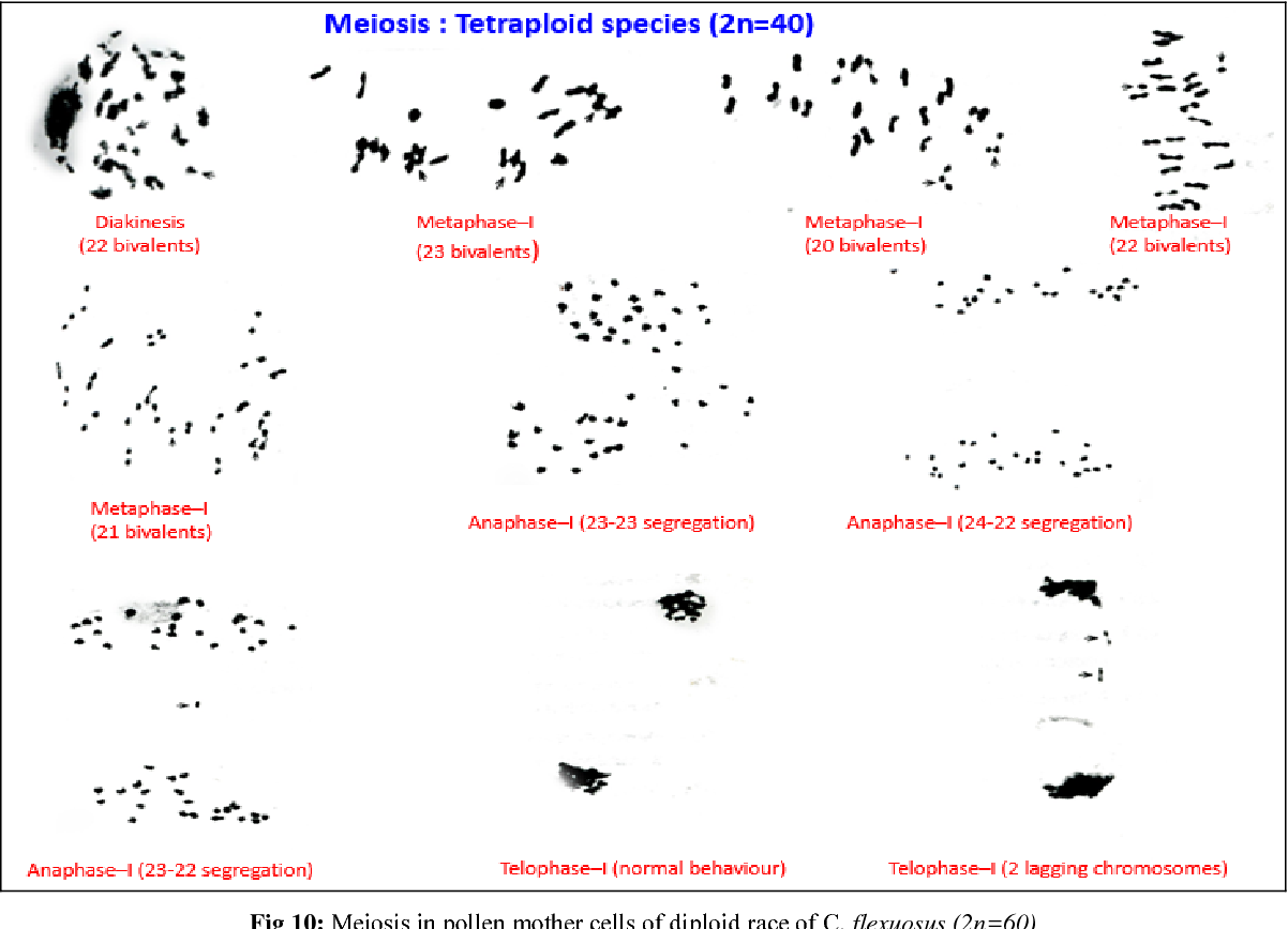 Figure 1 From Study Of Morphological Features And Karyomorphology Of