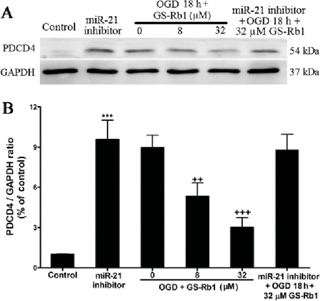 Figure 3 From Ginsenoside Rb1 Protects Cardiomyocytes From Oxygen