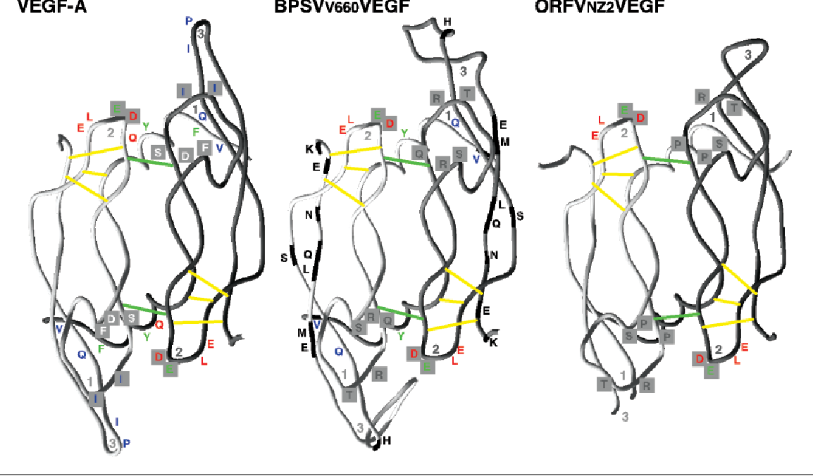 Bovine Papular Stomatitis Virus Semantic Scholar