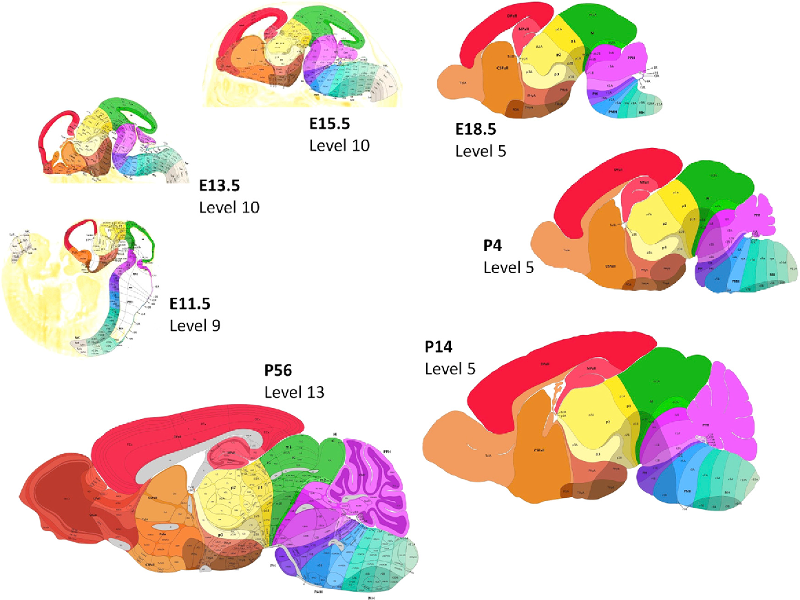 A High Resolution Spatiotemporal Atlas Of Gene Expression Of The