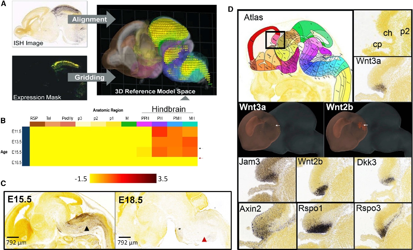 A High Resolution Spatiotemporal Atlas Of Gene Expression Of The