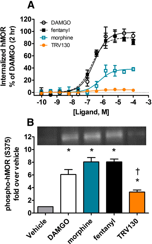 Figure 1 From A G Protein Biased Ligand At The μ Opioid Receptor Is