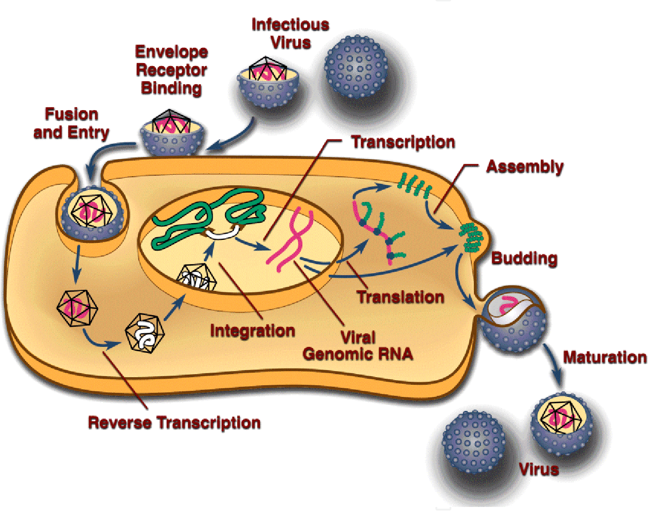 The Life Cycle Of A Retrovirus Hiv Moosmosis