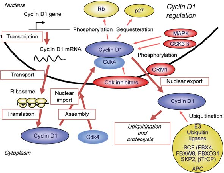 New Twist In The Regulation Of Cyclin D1 Semantic Scholar