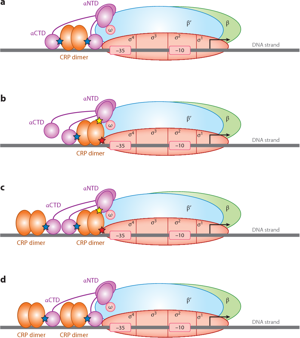 Figure 1 From Activating Transcription In Bacteria Semantic Scholar