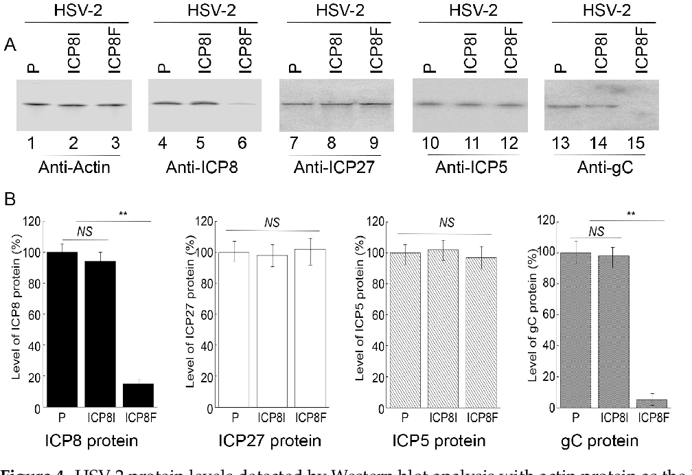 Figure 1 From External Guide Sequence Effectively Suppresses The Gene