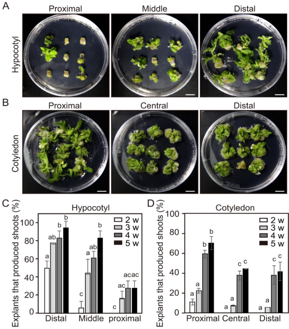 Pdf Temporal And Spatial Expression Analysis Of Shoot Regeneration