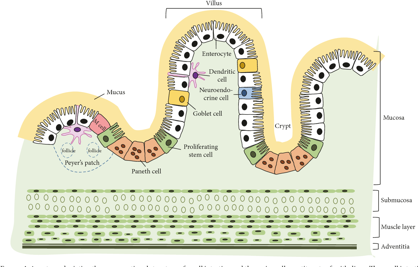 Figure 2 From Regulation Of Intestinal Epithelial Cells Properties And