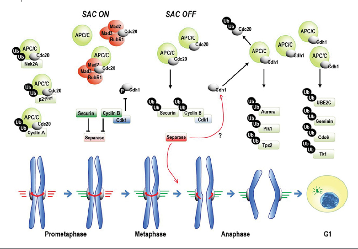 Spatiotemporal Regulation Of The Anaphase Promoting Complex 54 Off