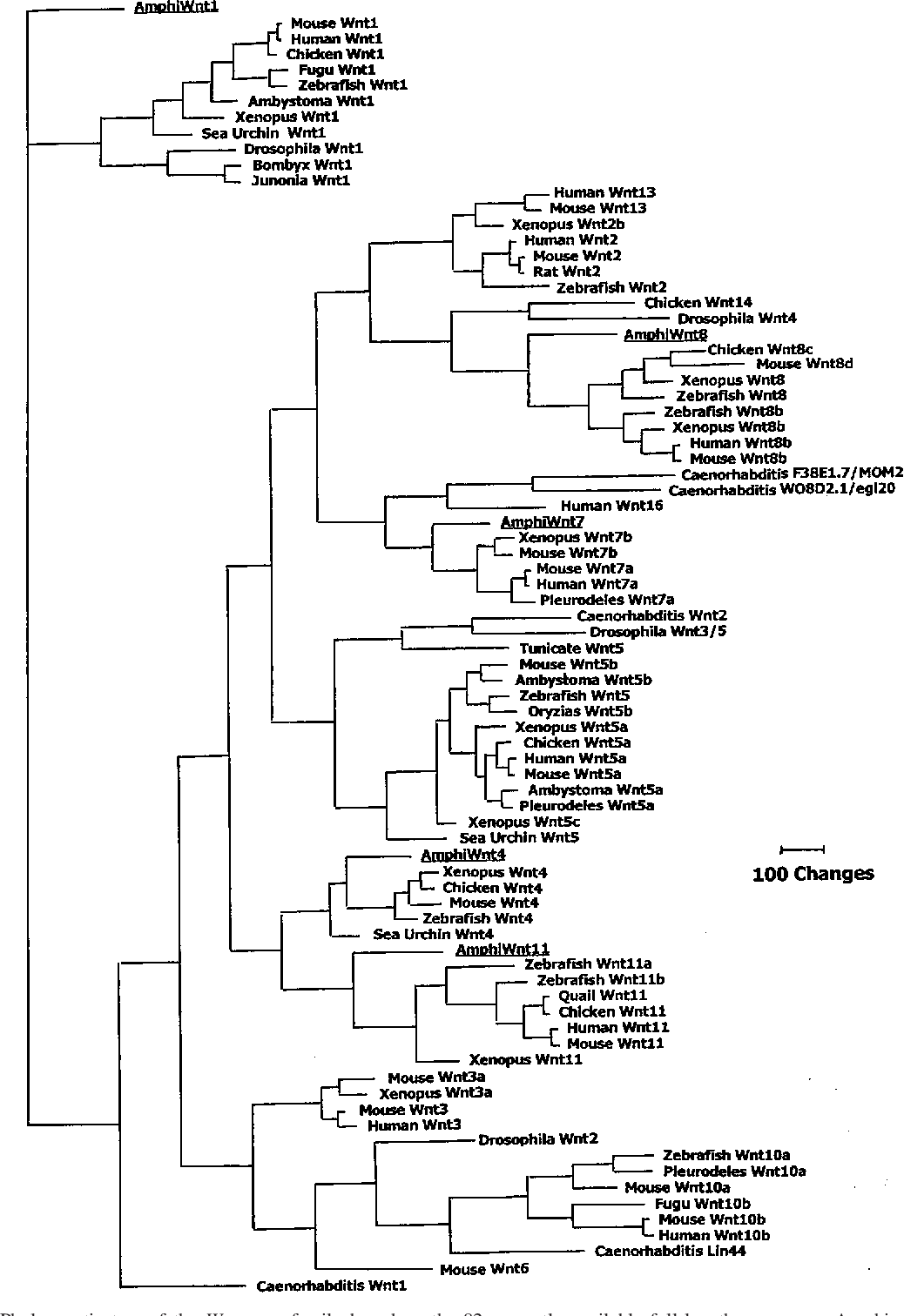 Figure 1 From A Phylogenetic Tree Of The Wnt Genes Based On All