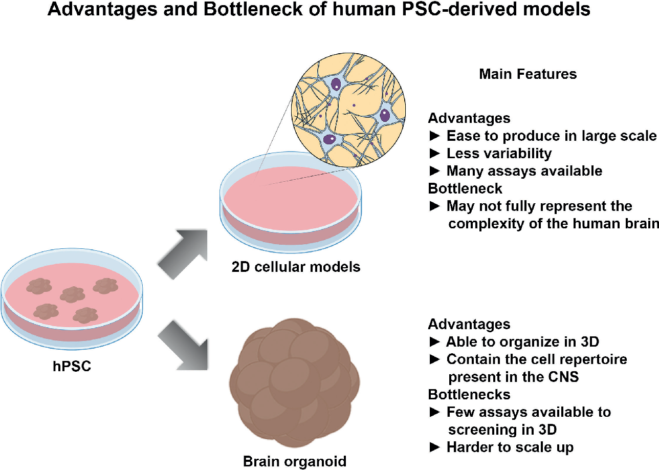 Figure 1 From Using Human Pluripotent Stem Cell Derived Neural Cultures