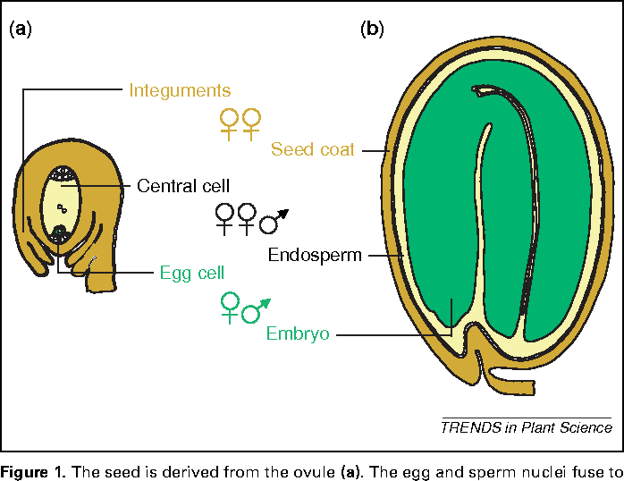 Figure 1 From Genetic Analysis Of Seed Coat Development In Arabidopsis