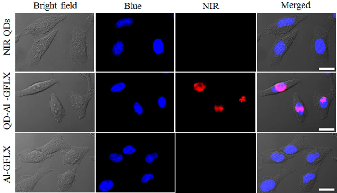 Figure 1 From Activatable Qd Based Near Infrared Fluorescence Probe For