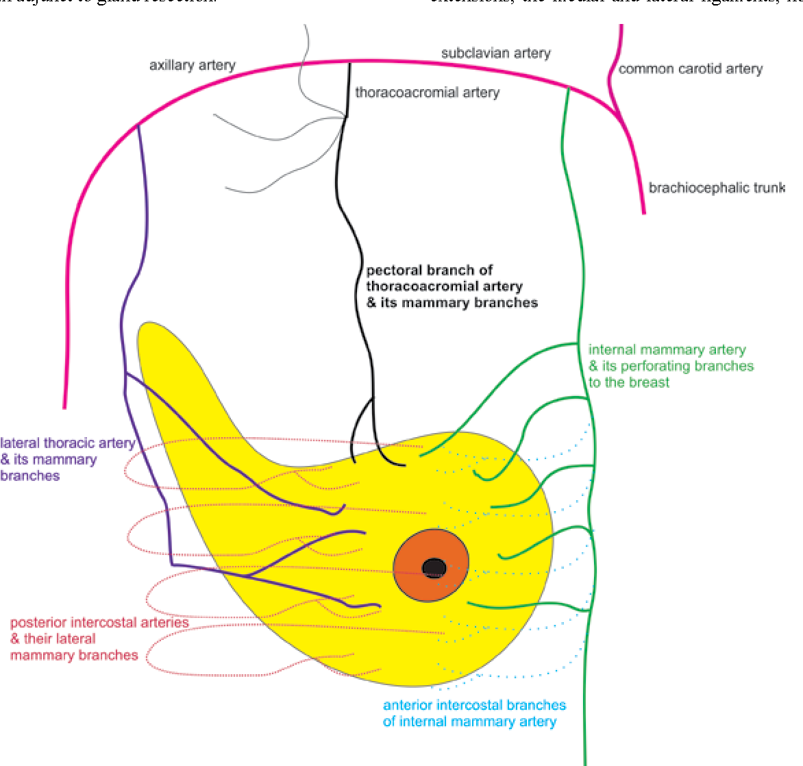 Pdf Surgical Anatomy Of Reduction Mammaplasty A Historical