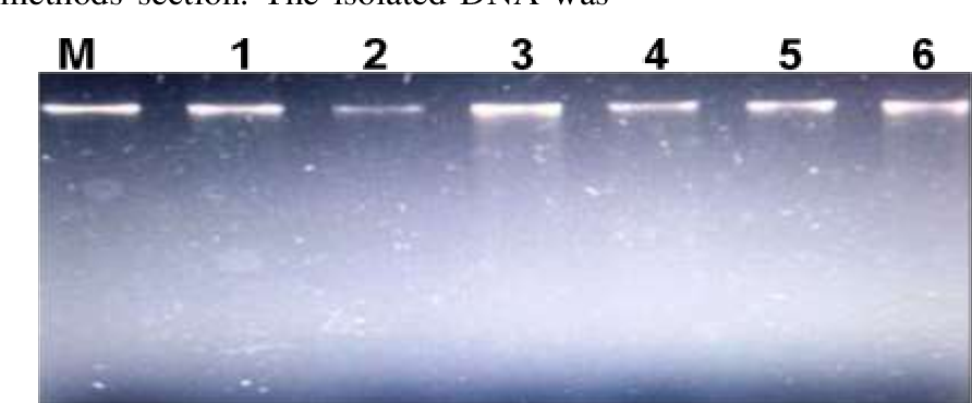 Figure 1 From Isolasi Dna Bakteri Pendegradasi Sulfat Dari Tanah Masam