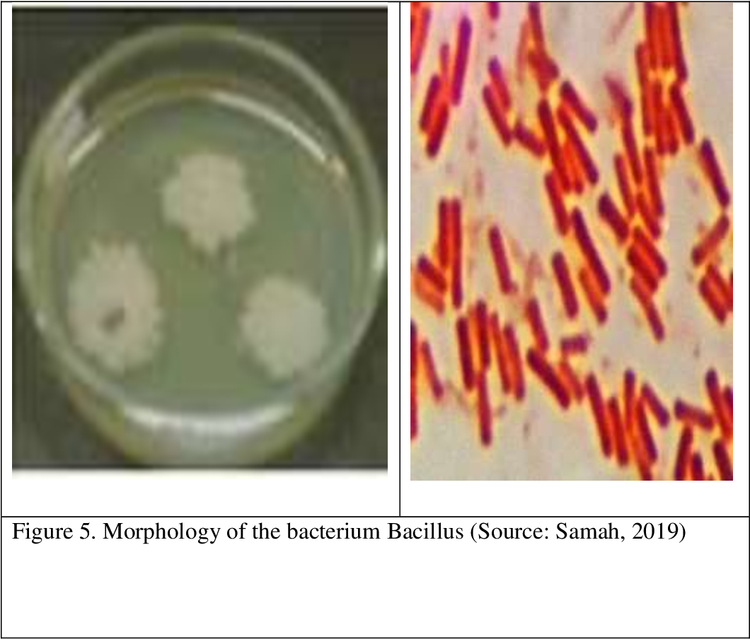 Figure 1 From Isolasi Dna Bakteri Pendegradasi Sulfat Dari Tanah Masam