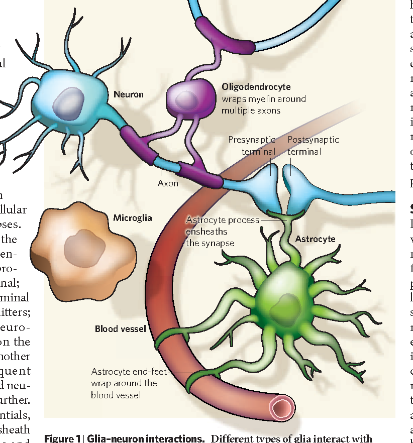 Glial Cells Diagram