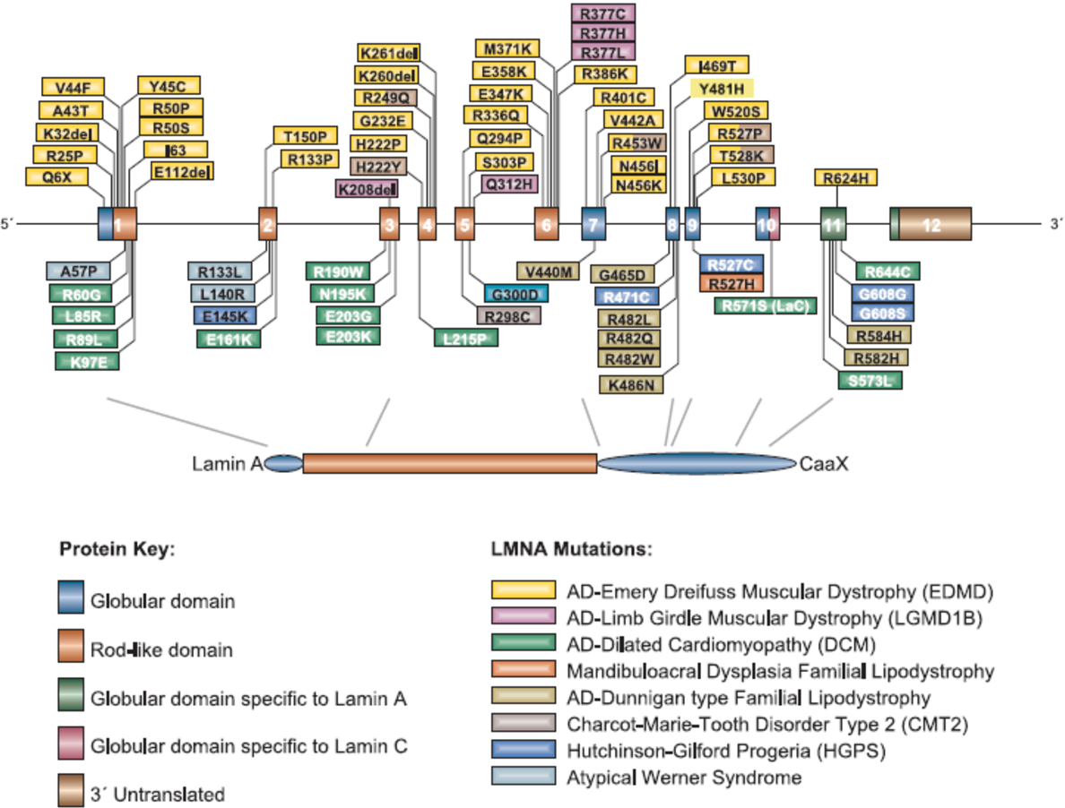 Figure 1 From The Multiple Roles Of A Type Lamins In Cellular Aging