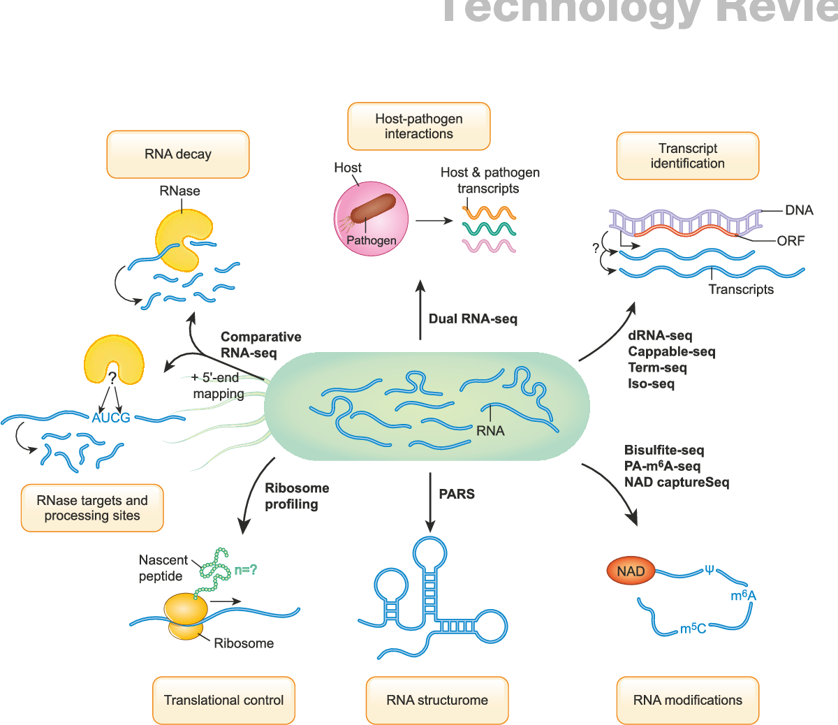 Figure 2 From Bacterial Rna Biology On A Genome Scale Semantic Scholar