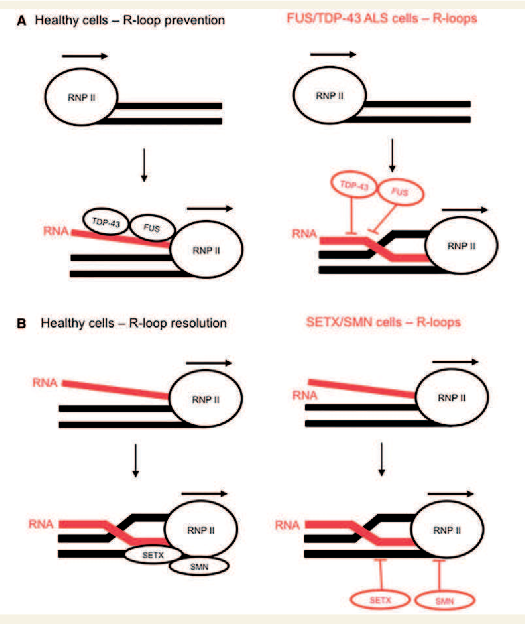 Figure 1 From Perturbed Autophagy And Dna Repair Converge To Promote