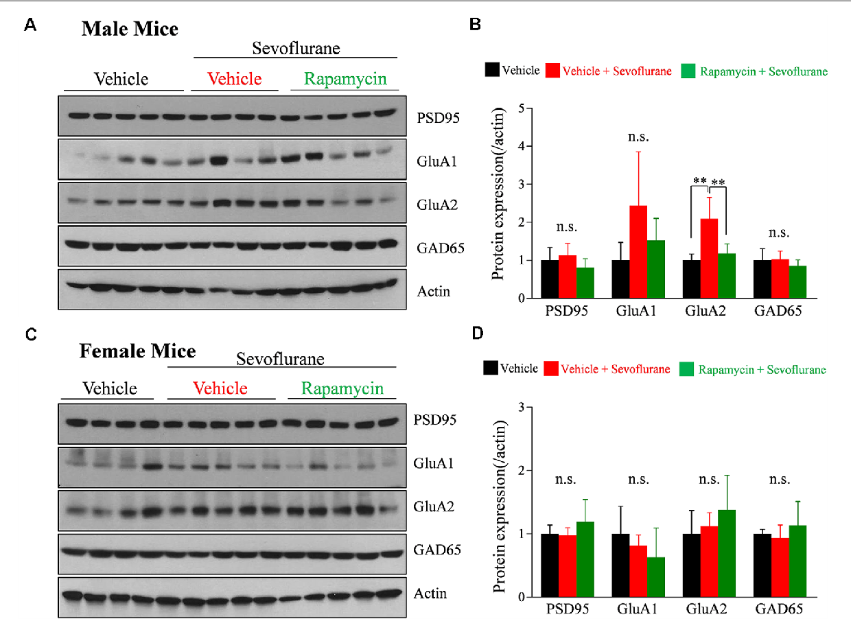 Figure 3 From The Mtor Inhibitor Rapamycin Prevents General Anesthesia