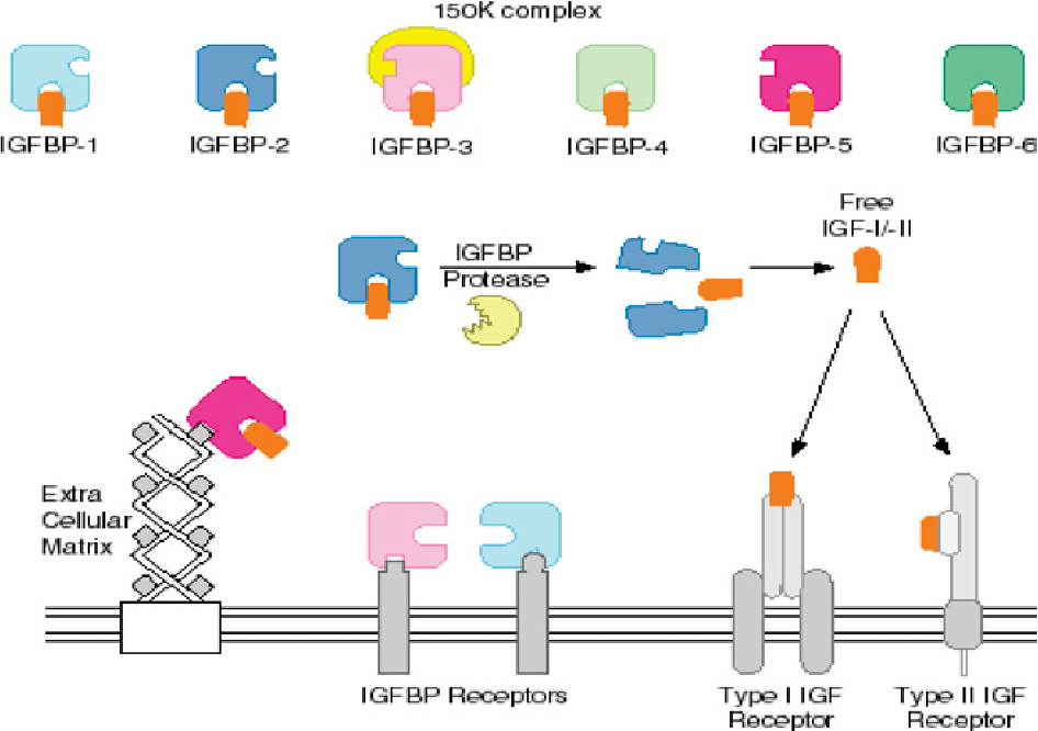 Figure 1 From Insulin Like Growth Factor Binding Protein 5 Igfbp 5 A