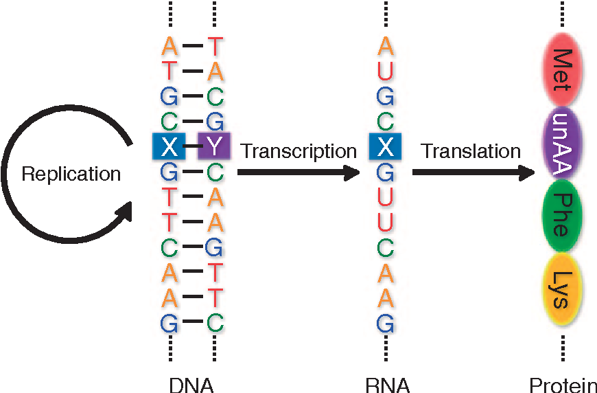 Figure 1 From Unnatural Base Pair Systems Toward The Expansion Of The