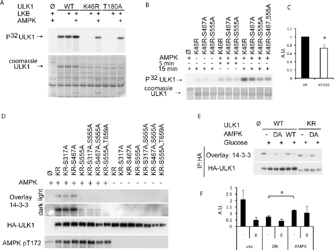 Figure 2 From The Serinethreonine Kinase Ulk1 Is A Target Of Multiple