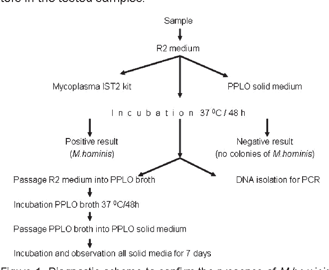 Figure 1 From The Need To Verify Of Positive Mycoplasma Hominis Results