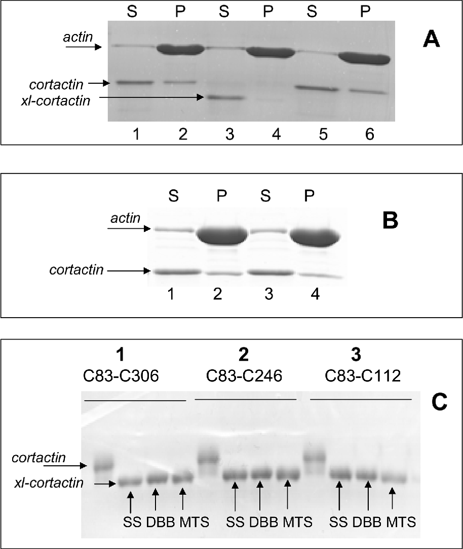 Figure 1 From The Actin Binding Domain Of Cortactin Is Dynamic And