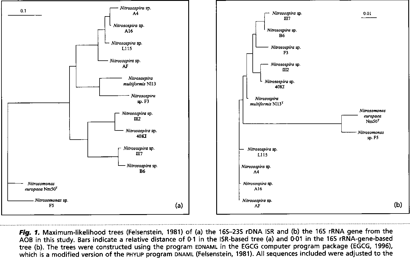 Table 1 From Rflp Of Rrna Genes And Sequencing Of The 16s 23s Rdna