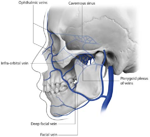 Inferior Alveolar