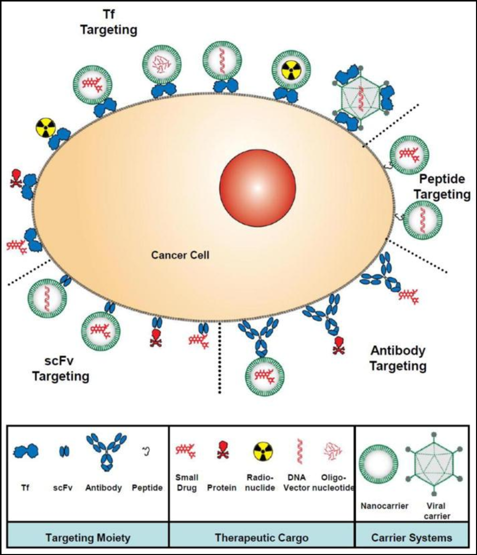 Pdf Nanotechnology In Drug Delivery 21 2 Role Of Nanoparticles In