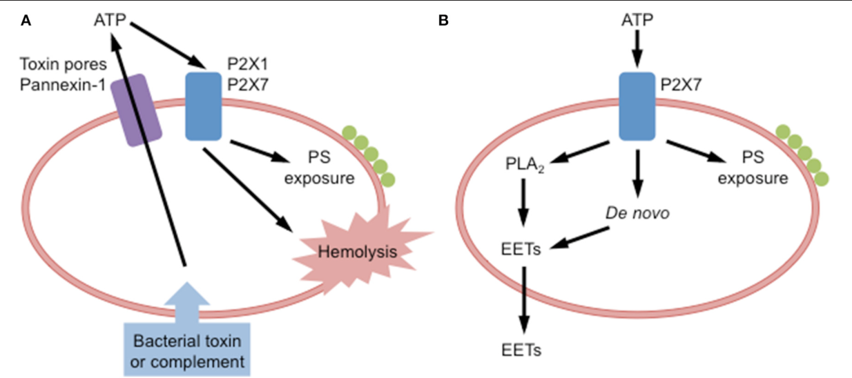 P2x And P2y Receptor Signaling In Red Blood Cells Semantic Scholar