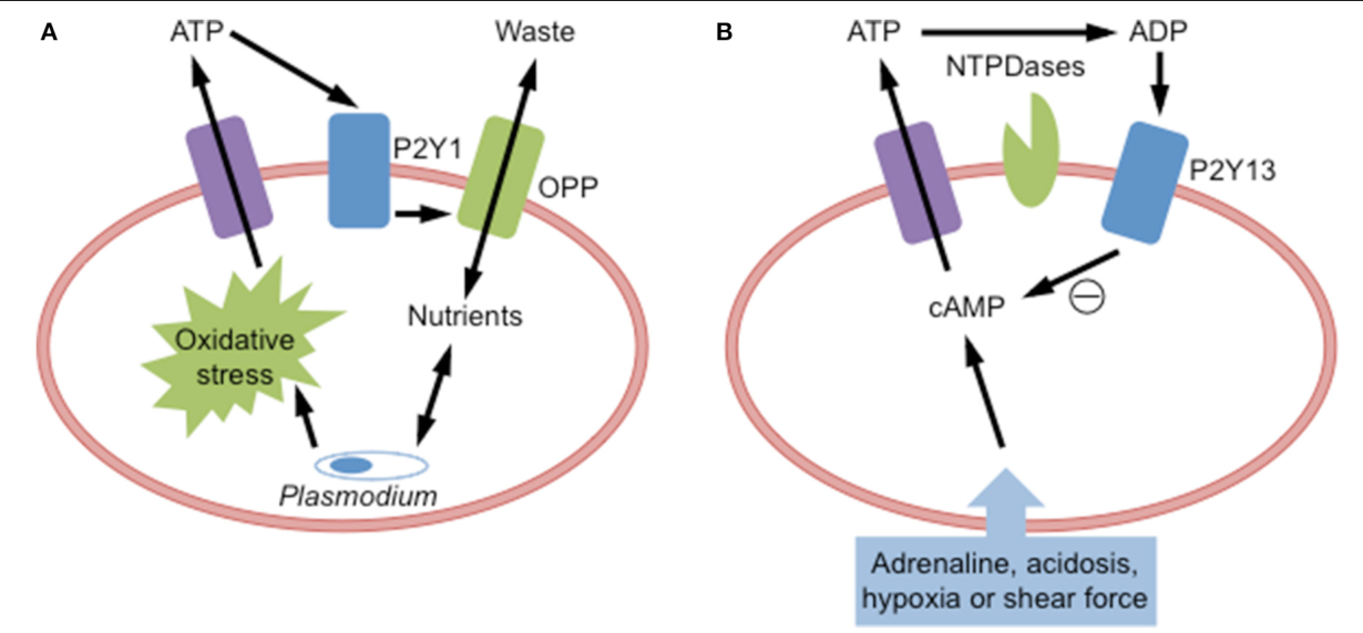 Figure 1 From P2x And P2y Receptor Signaling In Red Blood Cells