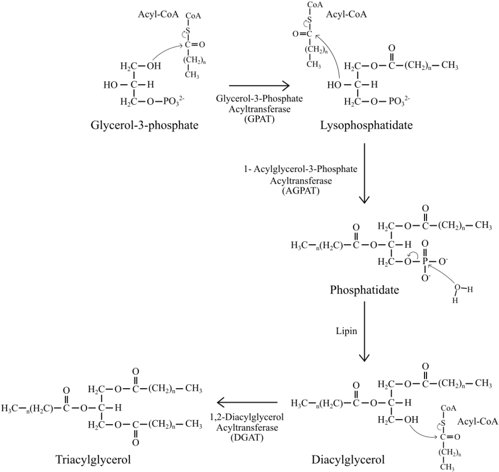 Figure 76 From Regulation Of Diacylglycerol Acyltransferase 2 And