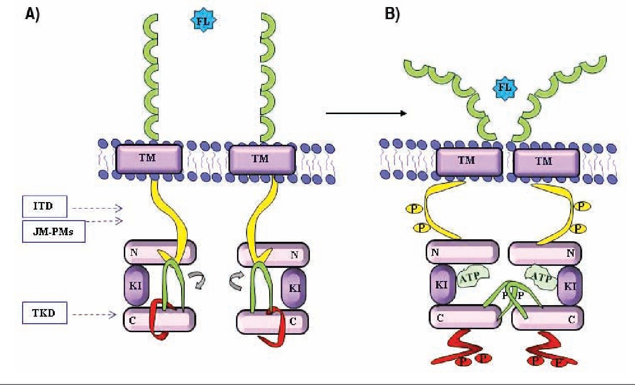 Figure 2 From An Overview On The Role Of Flt3 Tyrosine Kinase Receptor