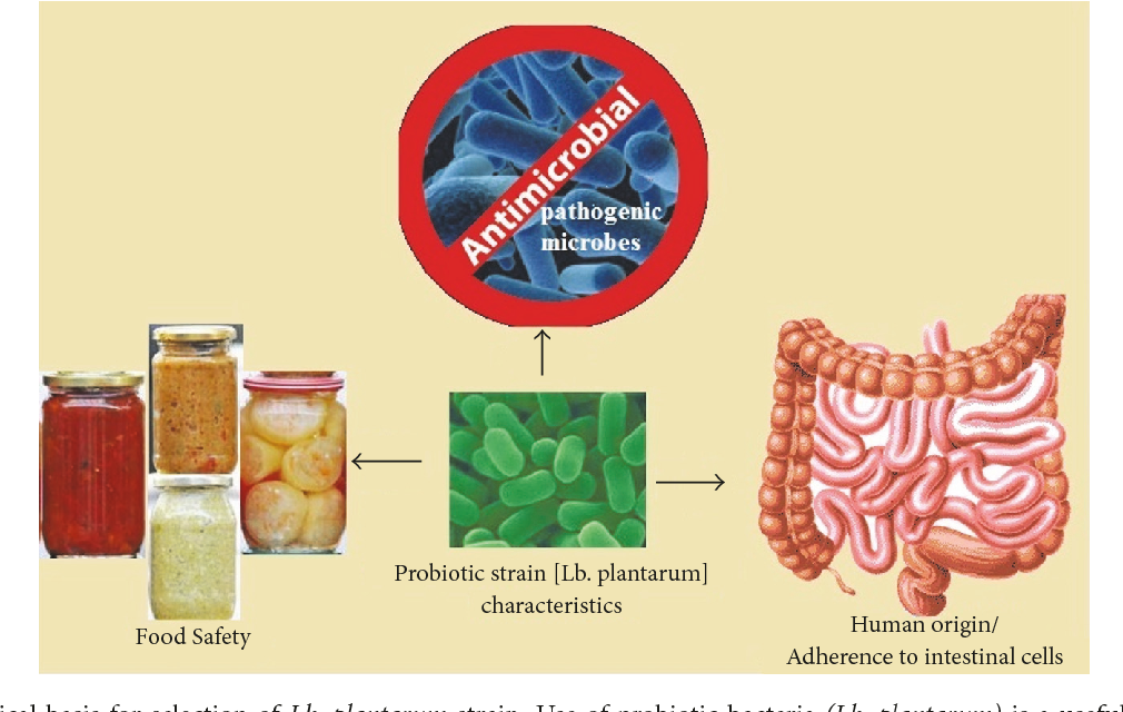 Pdf Lactobacillus Plantarum With Functional Properties An Approach