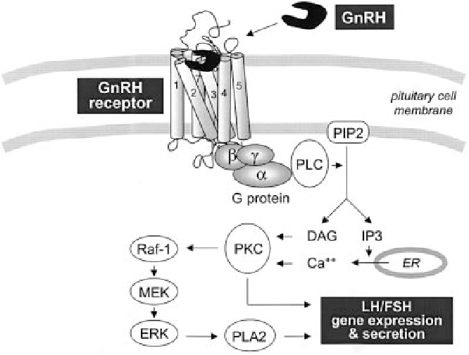 Figure 1 From Clinical And Molecular Genetics Of The Human Gnrh