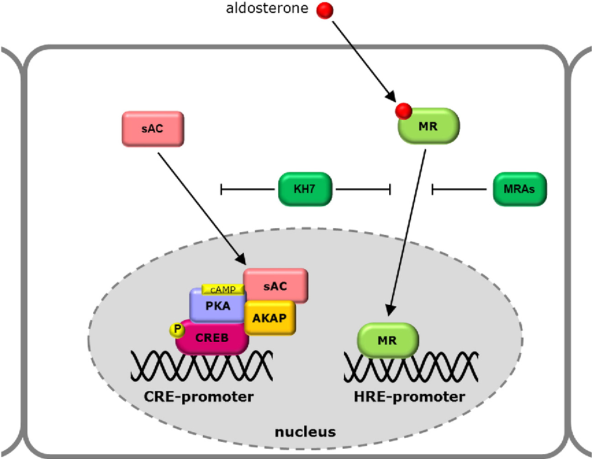 Figure 1 From Aldosterone Signaling And Soluble Adenylyl Cyclase A