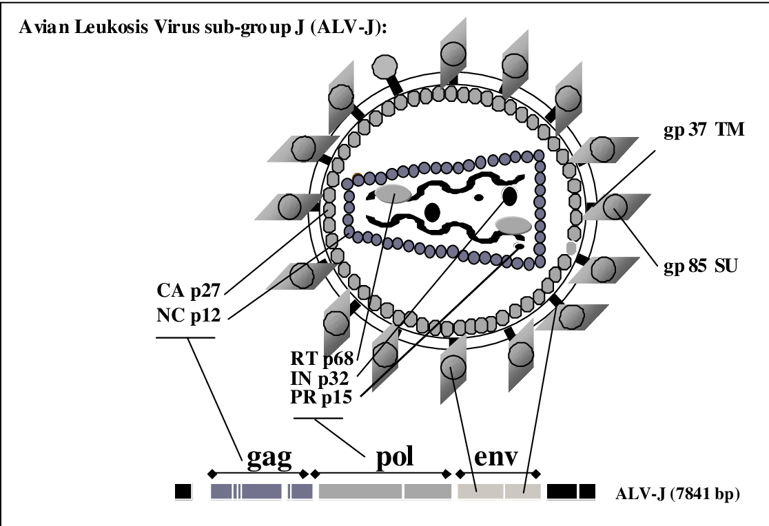 Pdf Avian Leukosis Virus Sub Group J Alv J Developing Laboratory