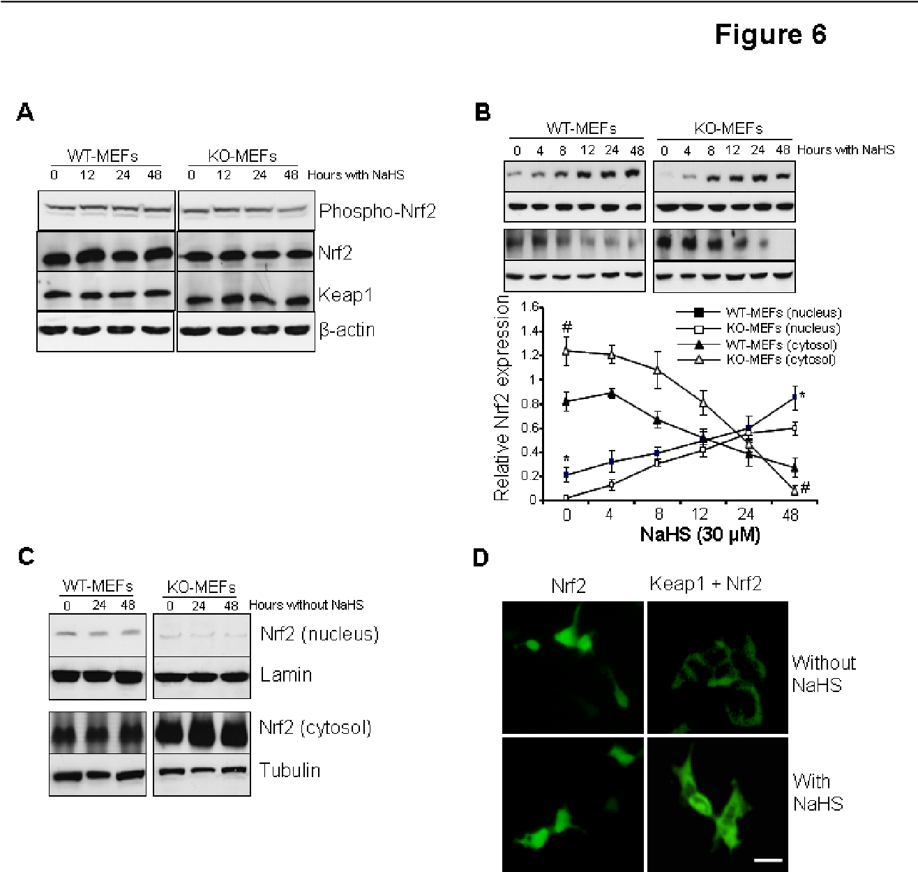 Figure 6 From Hydrogen Sulfide Protects Against Cellular Senescence Via