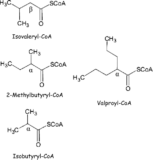 Figure 1 From Role Of Isovaleryl Coa Dehydrogenase And Short Branched