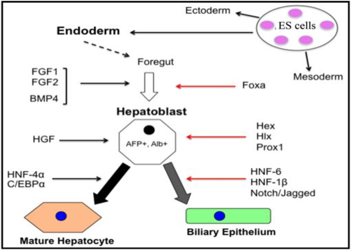 Figure 1 From Platelet Derived Growth Factor Receptor Alpha Pdgfrα