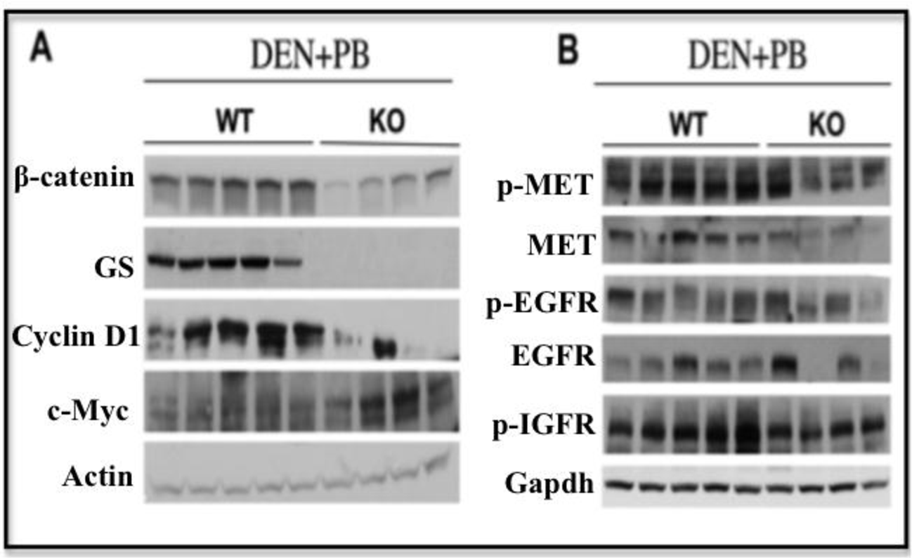 Figure 1 From Platelet Derived Growth Factor Receptor Alpha Pdgfrα