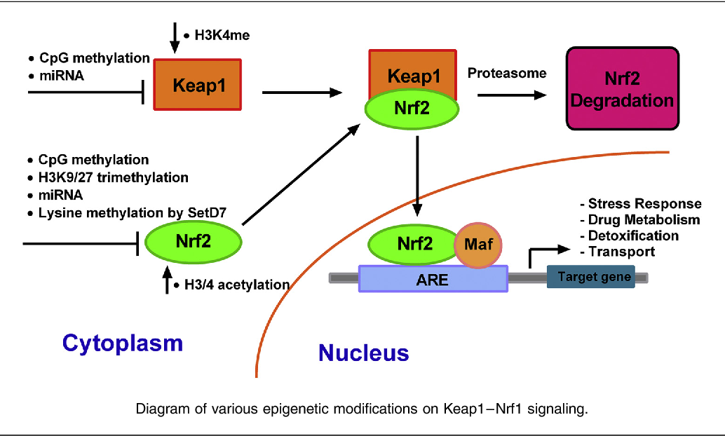 Figure 1 From Regulation Of Keap1 Nrf2 Signaling The Role Of